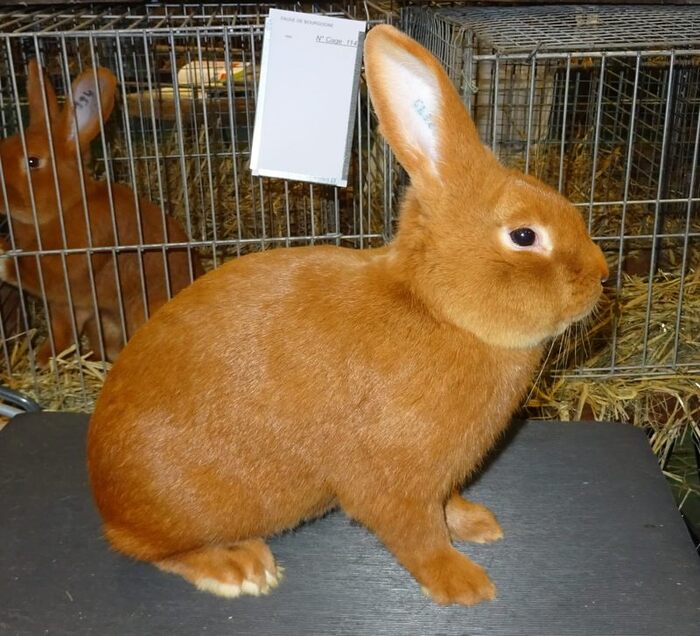 Fauve de Bourgogne :: Fédération Française de Cuniculiculture
