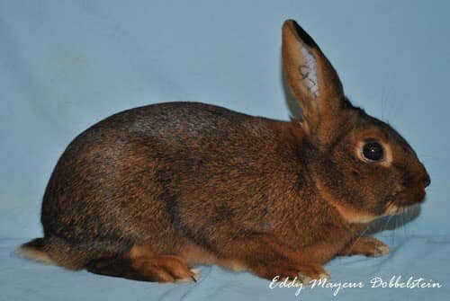 Brun Marron de Lorraine